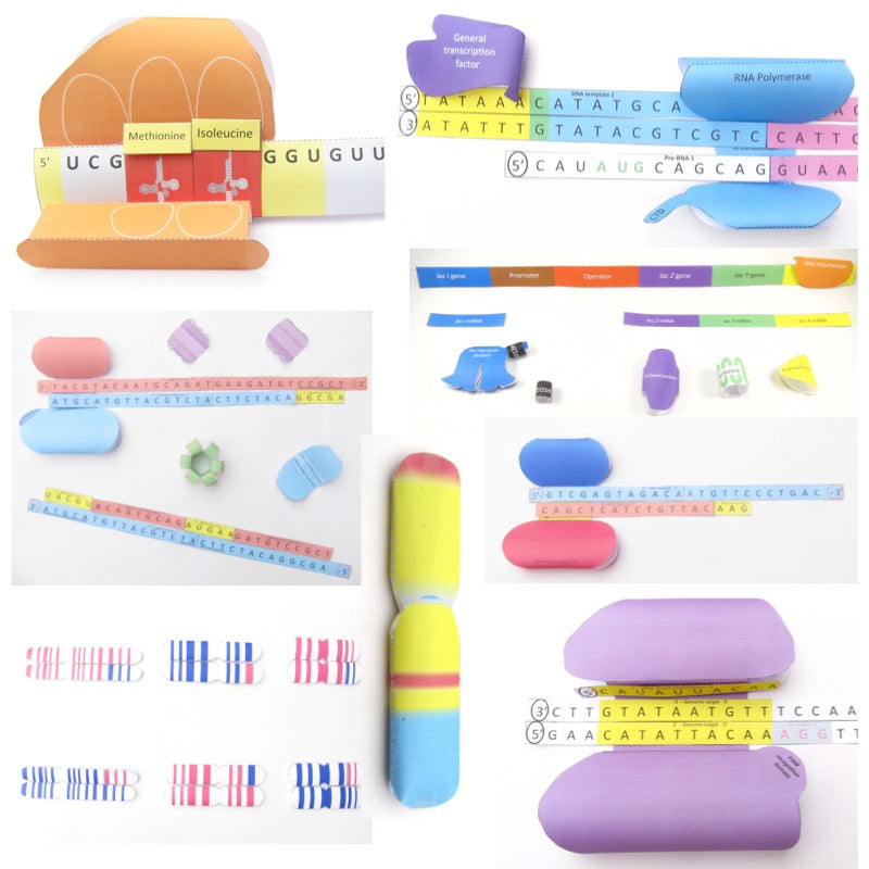 Genetics Bundle – Discovering DNA