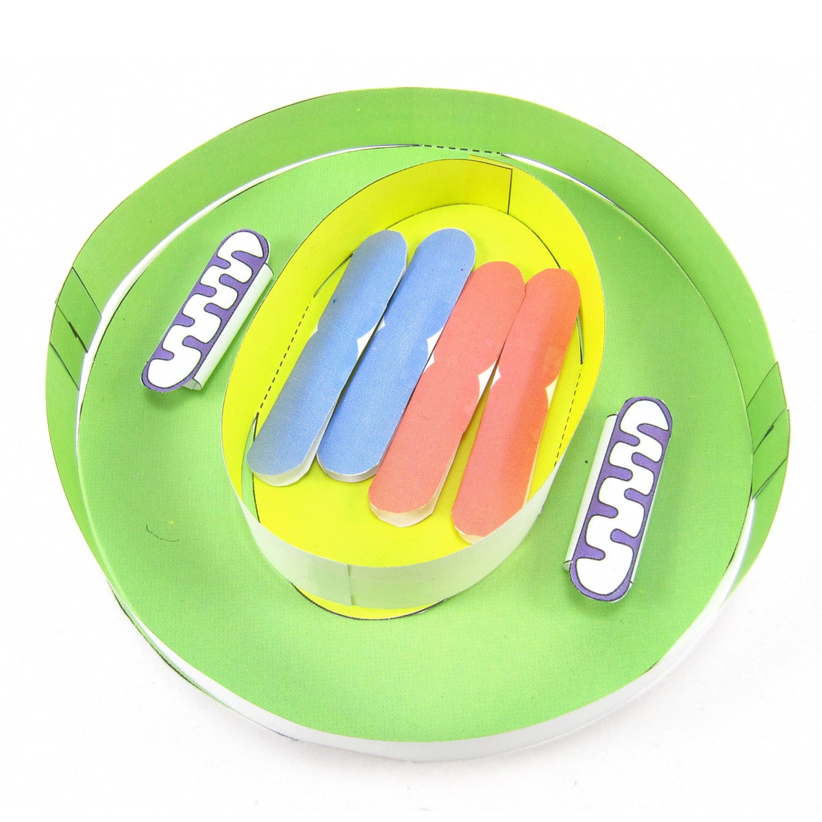 Mitosis Cell Cycle Discovering DNA Mitosis Cell Cycle Discovering DNA