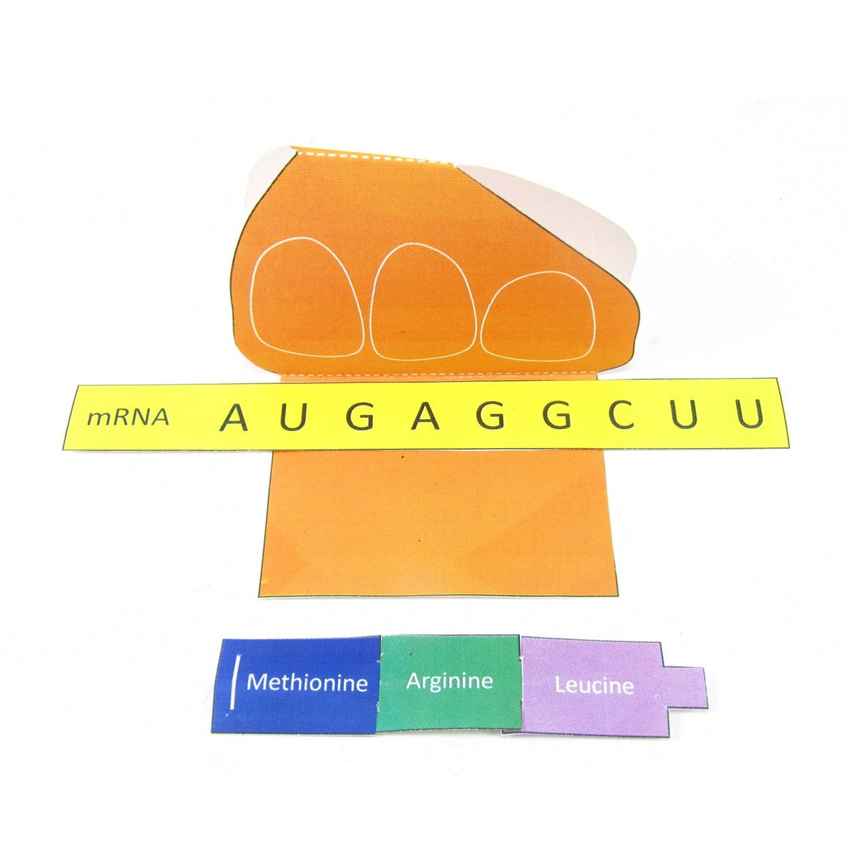 Simple Protein Synthesis – Discovering DNA