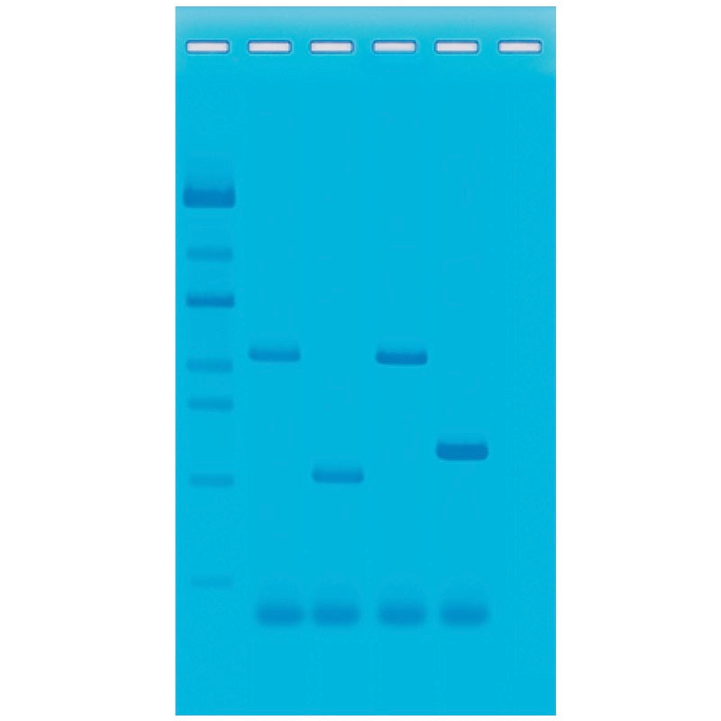 Edvotek PCR Kits – Discovering DNA