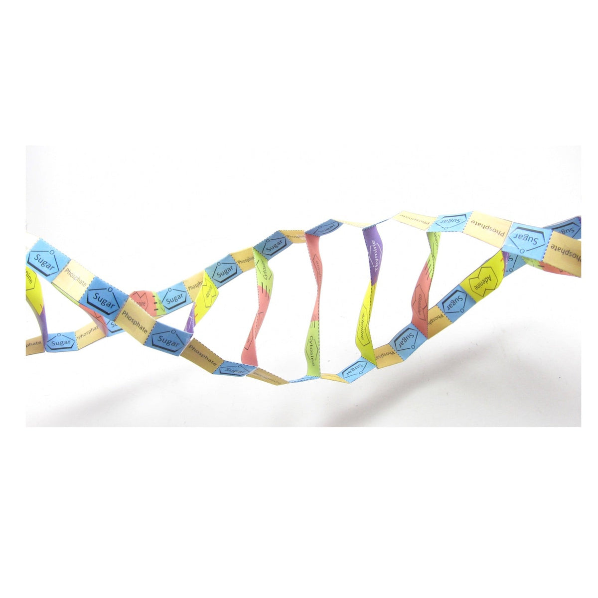 DNA Structure – Discovering DNA