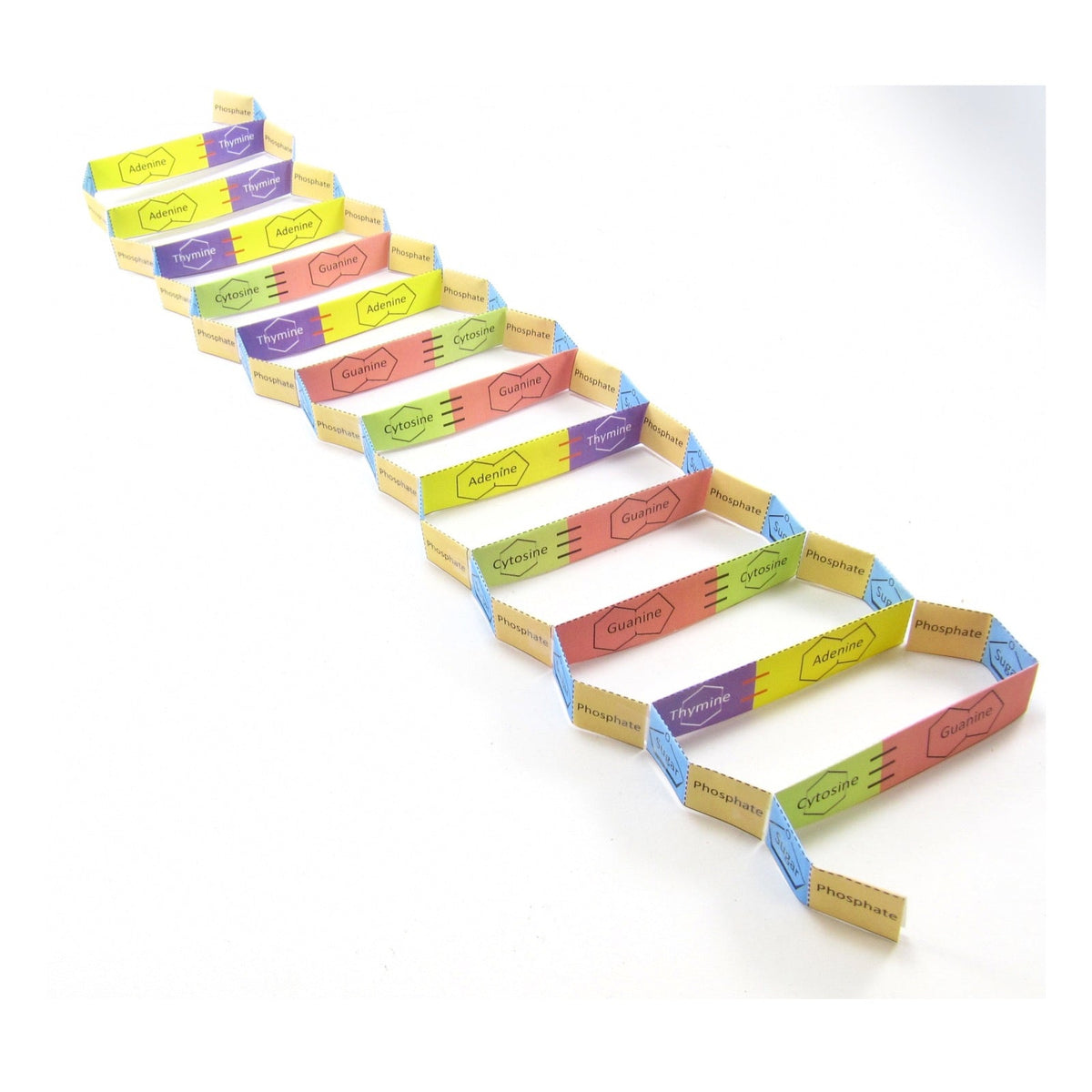 DNA Structure – Discovering DNA
