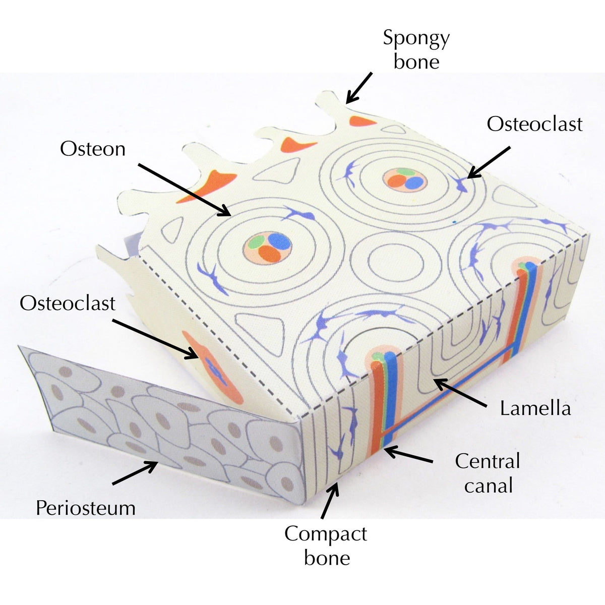 Bone Tissue – Discovering DNA