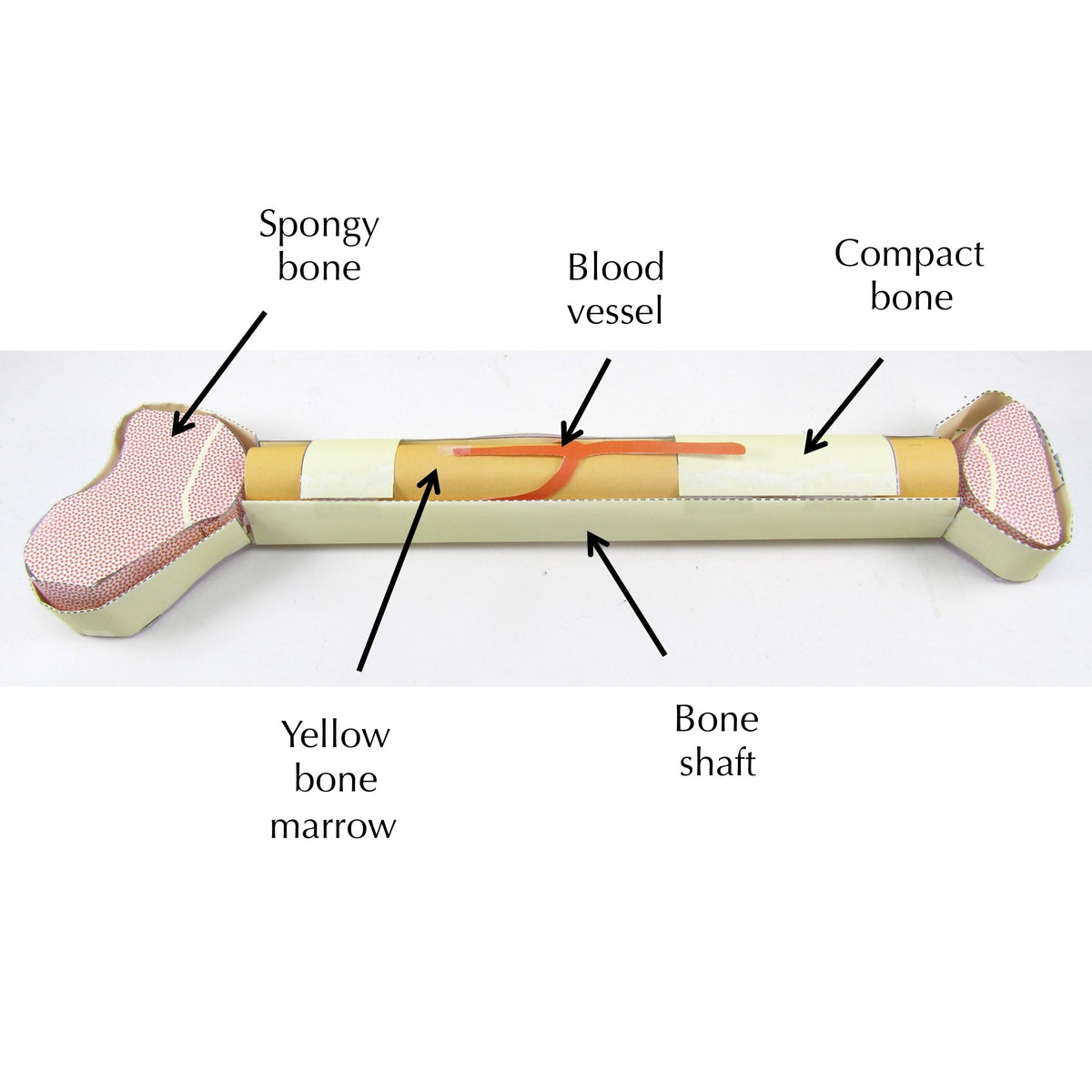 Bones – Discovering DNA