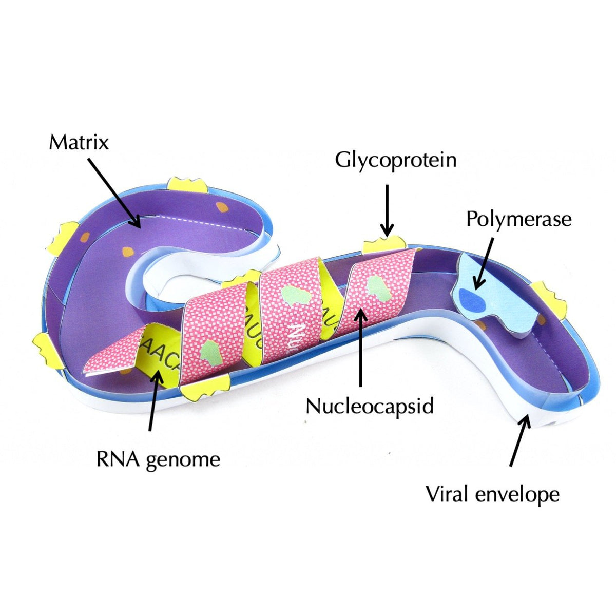 Ebola Virus – Discovering DNA