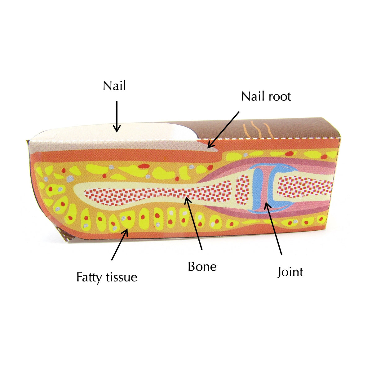 Fingernails – Discovering DNA