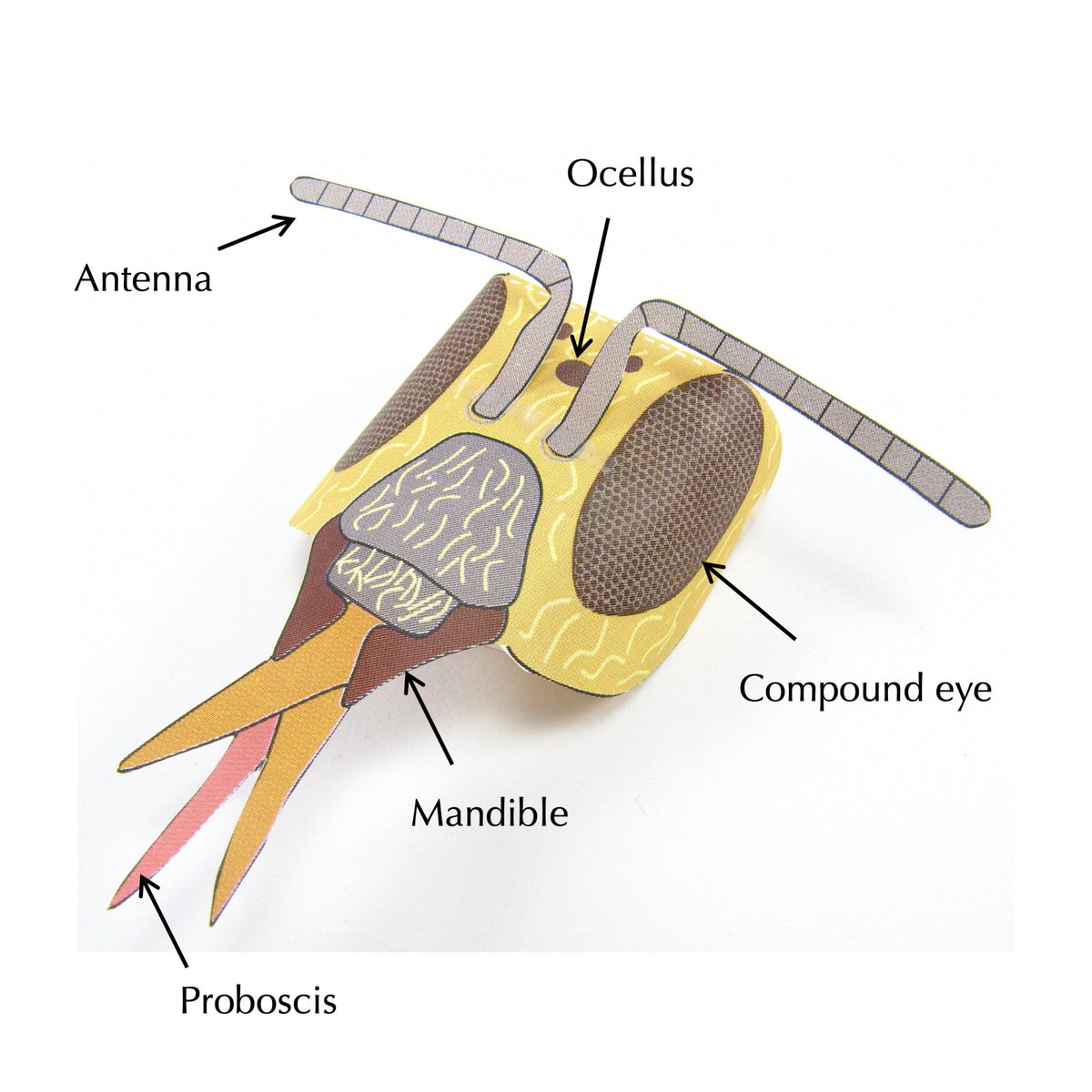 Honey Bee – Discovering DNA