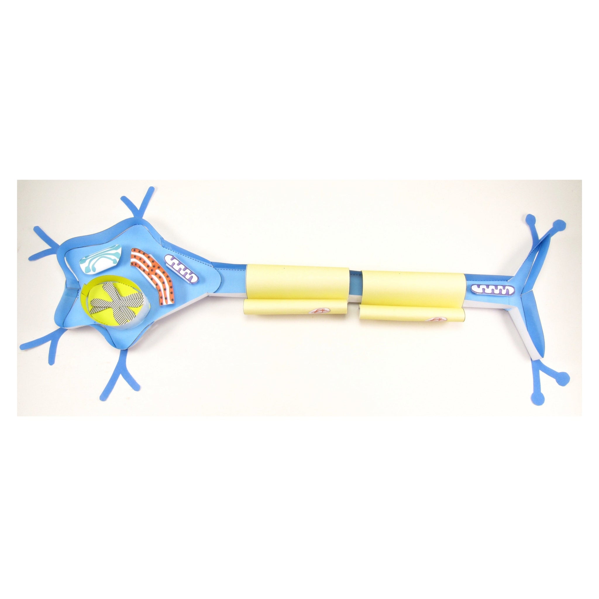 Nerve Cell – Discovering DNA