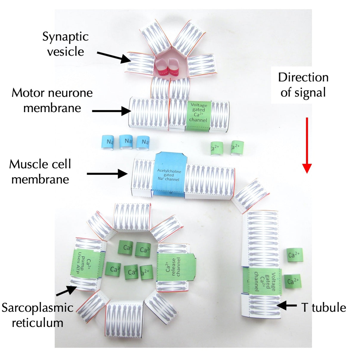 Neuromuscular Junction – Discovering DNA