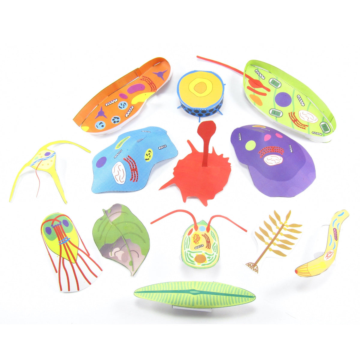 Protists – Discovering DNA