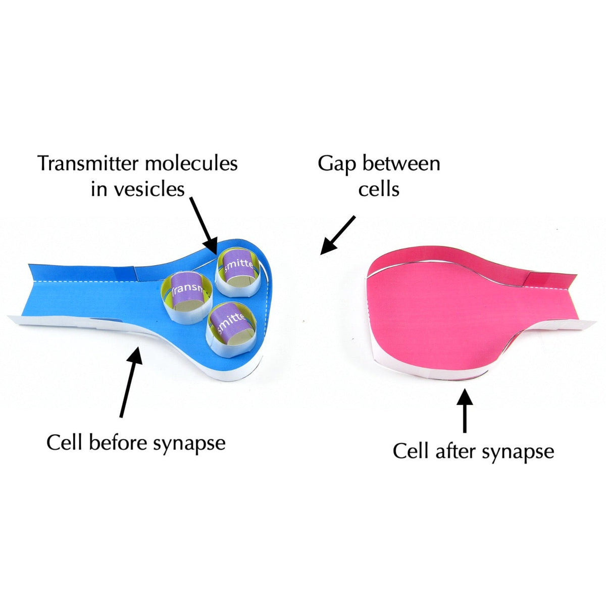 Simple Synapses – Discovering DNA