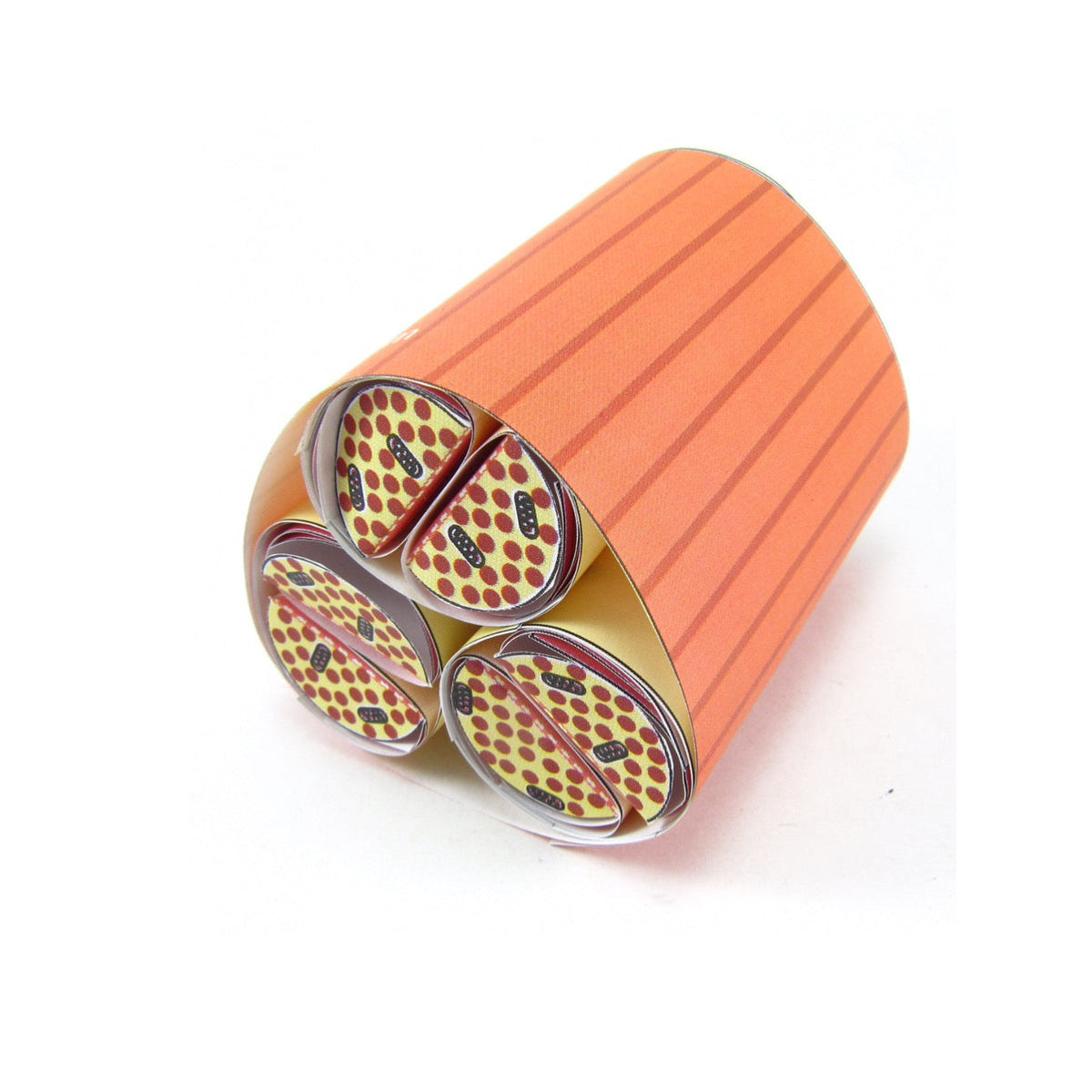 Skeletal Muscle – Discovering DNA