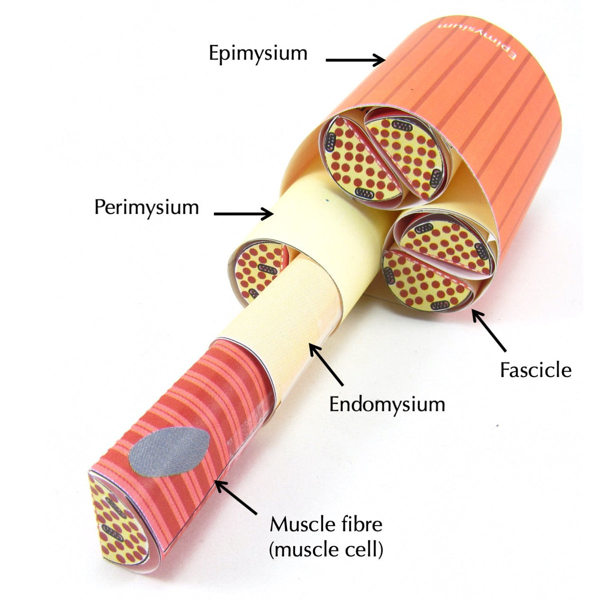 Skeletal Muscle – Discovering DNA